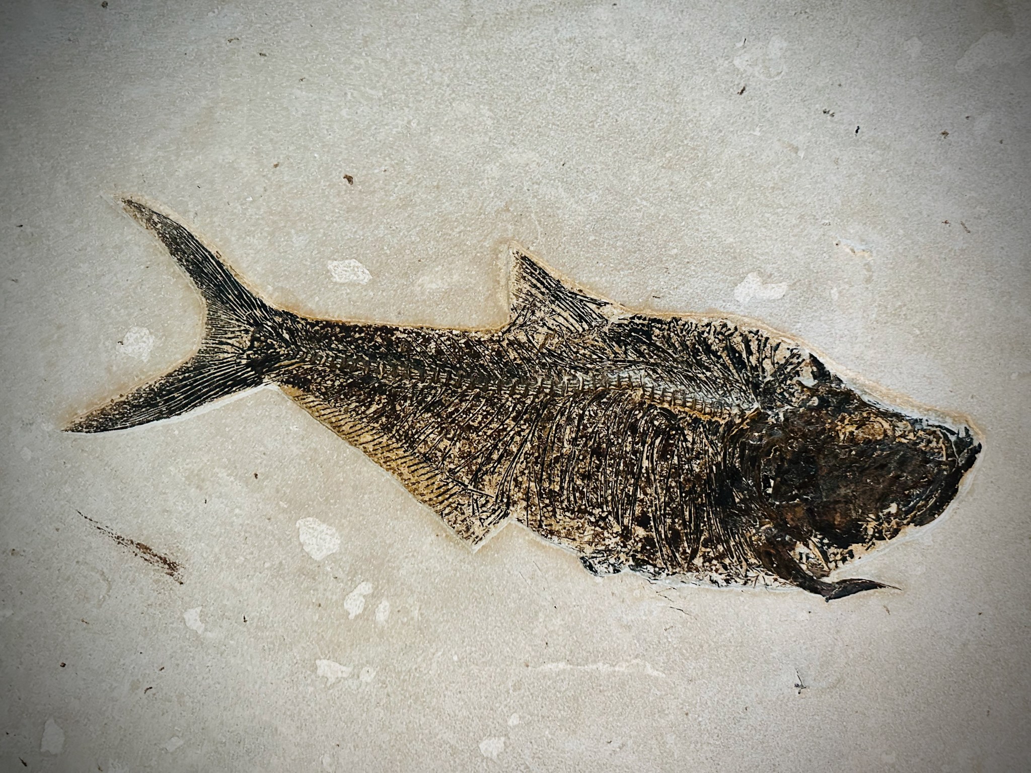 A Big Fish Wish – Nancy C. Williams